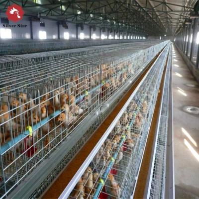 China A Type Broiler Chicken Cage System Automatic Chick Breeding Cages 144 Birds for sale