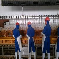 China Automatic Halal Poultry Chicken Slaughtering Processing Machine 300-1000BPH 380V for sale