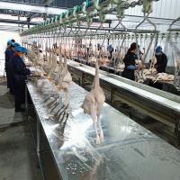 China Poultry Slaughter Processing Line 304 Stainless Steel 220V 300-12000BPH Chicken Duck Goose for sale