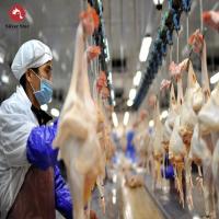 China Poultry Slaughter Processing Line 304 Stainless Steel 220V 300-12000BPH Chicken Duck Goose for sale