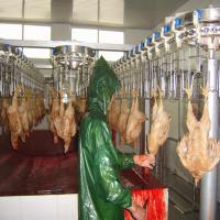 China Halal Poultry Automatic Chicken Slaughtering Machine 300-10000BPH SS304 for sale