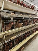 China Medium Broiler Cage for Chick Management 650mm Length 1250mm Width 4-Tiers 72 Chickens for sale