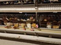 China 10000 Layers Battery Chicken Cage Automatic Drinking System 3 Tiers 120 Birds for sale