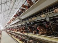 China 10000 Layers Battery Chicken Cage Automatic Drinking System 3 Tiers 120 Birds for sale