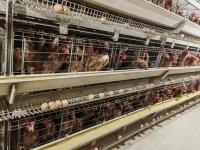 China 10000 Layers Battery Chicken Cage Automatic Drinking System 3 Tiers 120 Birds for sale