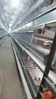 China Galvanized A-Type 5-Tier Layer Battery Cage 1950mm Length Automatic Poultry System for sale