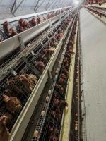 China Galvanized A-Type 5-Tier Layer Battery Cage 1950mm Length Automatic Poultry System for sale