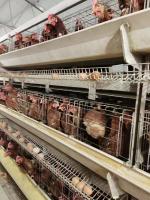 China Galvanized A-Type 5-Tier Layer Battery Cage 1950mm Length Automatic Poultry System for sale