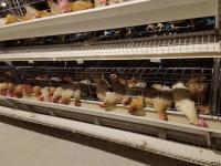China Medium Broiler Cage for Chick Management 650mm Length 1250mm Width 4-Tiers 72 Chickens for sale