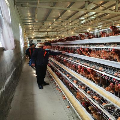 Q235 Equipo de cría de pollos, 54-384 Aves/conjunto H / A tipo de jaula de capa