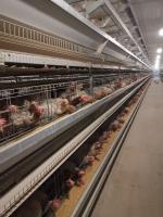 China H Type Automatic Egg Layer Chicken Cage Hot Dip Galvanized 3 to 8 Tiers 84 to 224 Birds for sale