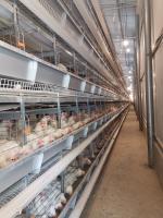 China H Type Automatic Egg Layer Chicken Cage Hot Dip Galvanized 3 to 8 Tiers 84 to 224 Birds for sale