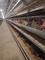 China Tipo H Largo Tamanho Automático Camada de ovo Caixa de frango Material galvanizado a quente à venda