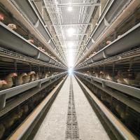China H-Type Automatic Layer Battery Cage System | Henan Silver Star for sale