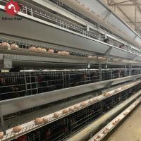 China High-Efficiency H-Type Commercial Layer Chicken Cages with Automatic Climate Control for sale