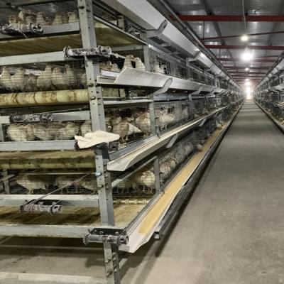 China Hot Galvanized Egg Layer Chicken Cages With Automatic Battery Cage Farming Equipment And Egg Collection Disinfection Sys for sale