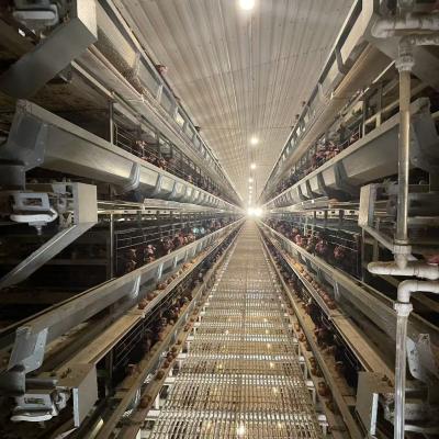 China Boost Your Poultry Farm's Efficiency with Automatic Manure Cleaning Battery Chicken Cages for sale