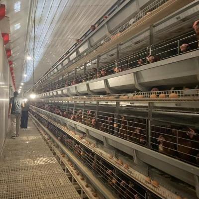 China Upgrade Your Poultry Farming with Layer Chicken Cage and Durable Equipment for sale
