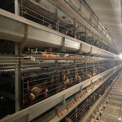 China Automatic Poultry Farm Equipment High-Density H-Type Layer Battery Chicken Cage System for Egg Production Farm for sale