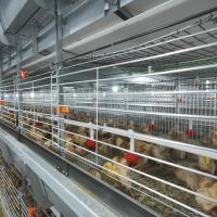 China H Type Automatic Poultry Cage for Chicken Layer Broiler Farm 10 Tier Hot Dip Galvanized for sale
