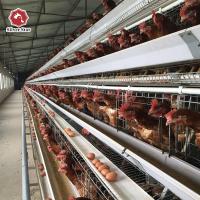 China Customized Multi Layer Poultry Cage Automatic Egg Collection Cages 3 Tiers 126 Chickens for sale