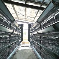 China Fully Automatic H-Type Layer Cage System with Egg Collection & Belt Manure Removal for sale
