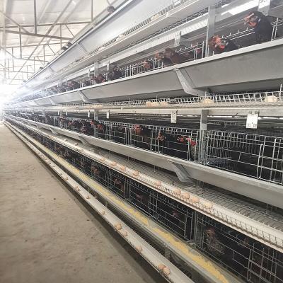 China tipo equipo de 3.0m m Q235 H de la avicultura de los pisos de la jaula 4 del pollo de la batería en venta
