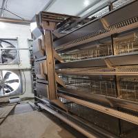 China Fully Automatic H-Type Layer Cage System with Egg Collection & Belt Manure Removal for sale