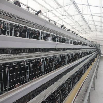 China Jaula de batería galvanizada de las aves de corral de H410mm, equipo de la colocación de huevo 494cm2/Bird for sale