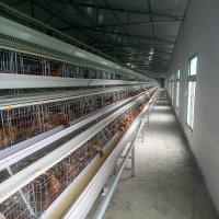 China 3 Tier Layer Chicken Cage A3L120 - 120 Bird Capacity, 195×45×41cm Galvanized Steel Egg Production System for sale