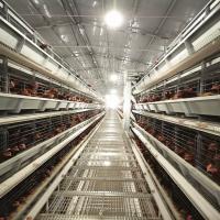 Cina gabbia del pollo di strato di 650x625x500mm in vendita