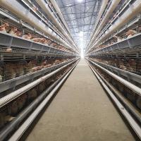 China H Shaped Small Stacked Layer Chicken Cage 6 Tiers 108 Chickens Customized for sale