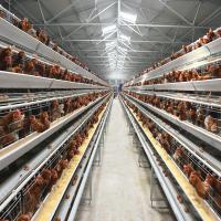 China H Shaped Small Stacked Layer Chicken Cage 6 Tiers 108 Chickens Customized for sale