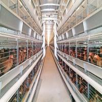 China Customized Multi Layer Poultry Cage Automatic Egg Collection Cages 3 Tiers 126 Chickens for sale