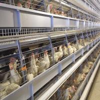 China Customized Multi Layer Poultry Cage Automatic Egg Collection Cages 3 Tiers 126 Chickens for sale