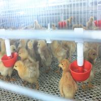 China Four Layers Broiler Battery Chicken Poultry Cage 1480x1750x440mm with Auto Drinking System - 208 Birds Capacity for sale