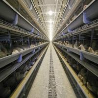 China ISO9001 Certified Automatic Poultry Cage System with 275g/㎡ Zinc Coating and Multiple Tier Options for sale