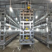 China ISO9001 Certified Automatic Poultry Cage System with 275g/㎡ Zinc Coating and Multiple Tier Options for sale