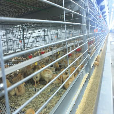 Cina Strati delle attrezzature della gabbia del pollo di HDG 3 o 4, della gabbia in batteria del pollame in vendita