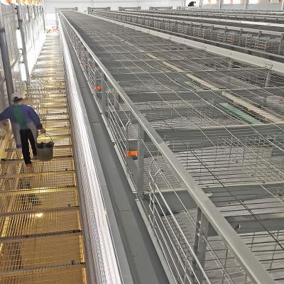 China Zinc-Alu Automatic Feeding Machine For Poultry , SGS 1.2mm Broiler Feeding System for sale