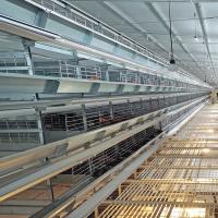 China HDG Automatic Broiler Feeding System with 0.75kw Motor and 3-8 Tier Cage Options for Poultry Farming for sale