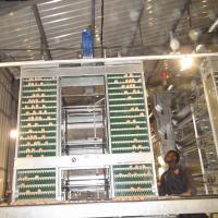 China H-Type 4 Tier Poultry Egg Collection System with 4m/min Speed and 100mm PP Belt for Layer Equipment for sale