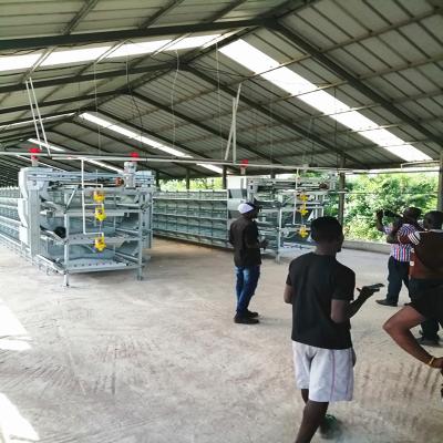 China Jaula automática del pollo de la batería de las aves de corral de los pájaros de las ponedoras 54 para la granja de pollo en venta