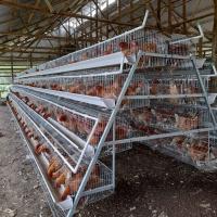 China A Type Layer Chicken Cage Installation Provide for sale
