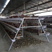 China A Type Manual and Automatic Layer Chicken Cage 120 Birds 3 Tiers Galvanized for sale