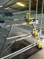China A type Layer Cage for sale