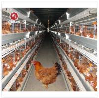 China Automatic Layer Poultry Cage A Type 1950x2300x1500mm for 90-160 Birds for sale