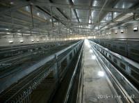 China Galvanized A-Type 5-Tier Layer Battery Cage System for 120 Birds Automatic Poultry Equipment for sale