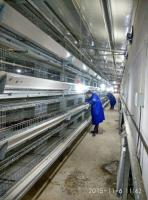 China H Type Hot Galvanized Battery Cage Poultry Drinking System 1800x600x430mm 3-8 Tiers for sale