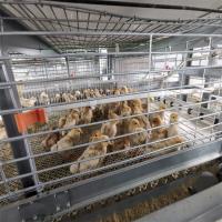 China Automatic H Type Battery Cage Poultry Drinking System - 3 to 8 Tiers, 85×62.5×50 cm Cells, 312.5 cm² per Bird for sale
